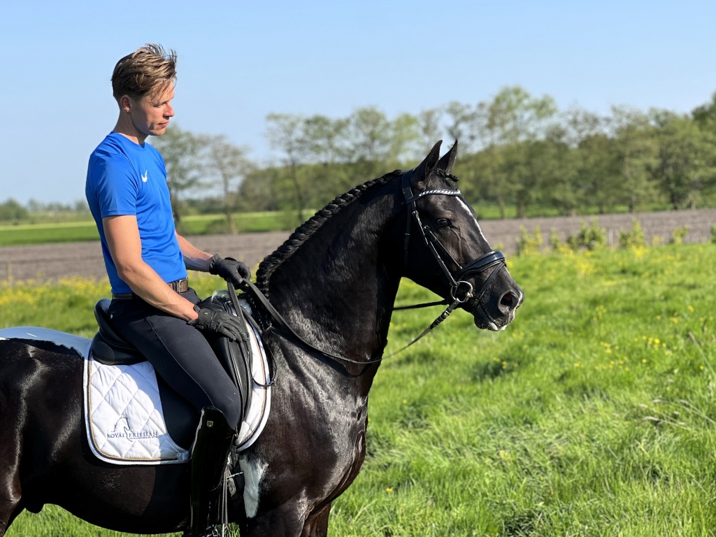 Karl van de Boskant - Friesian Horse for Sale