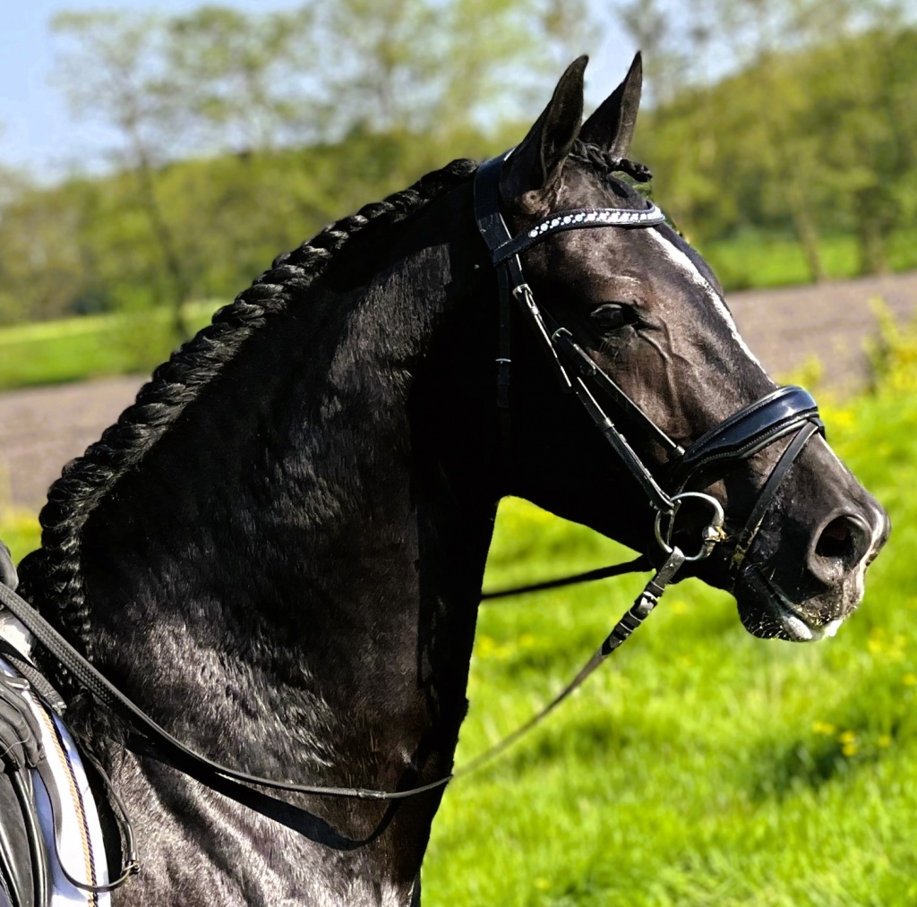 Karl van de Boskant - Friesian Horse for Sale