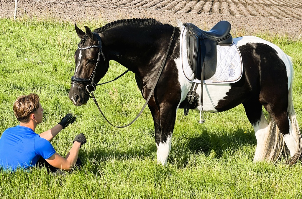 Karl van de Boskant - Friesian Horse for Sale