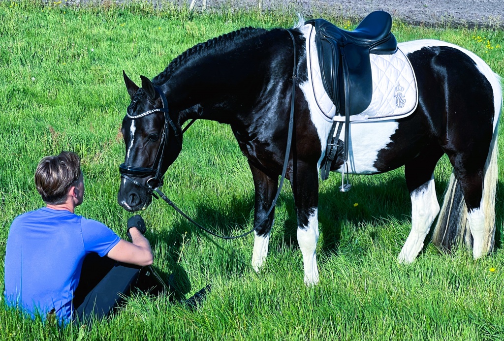 Karl van de Boskant - Friesian Horse for Sale