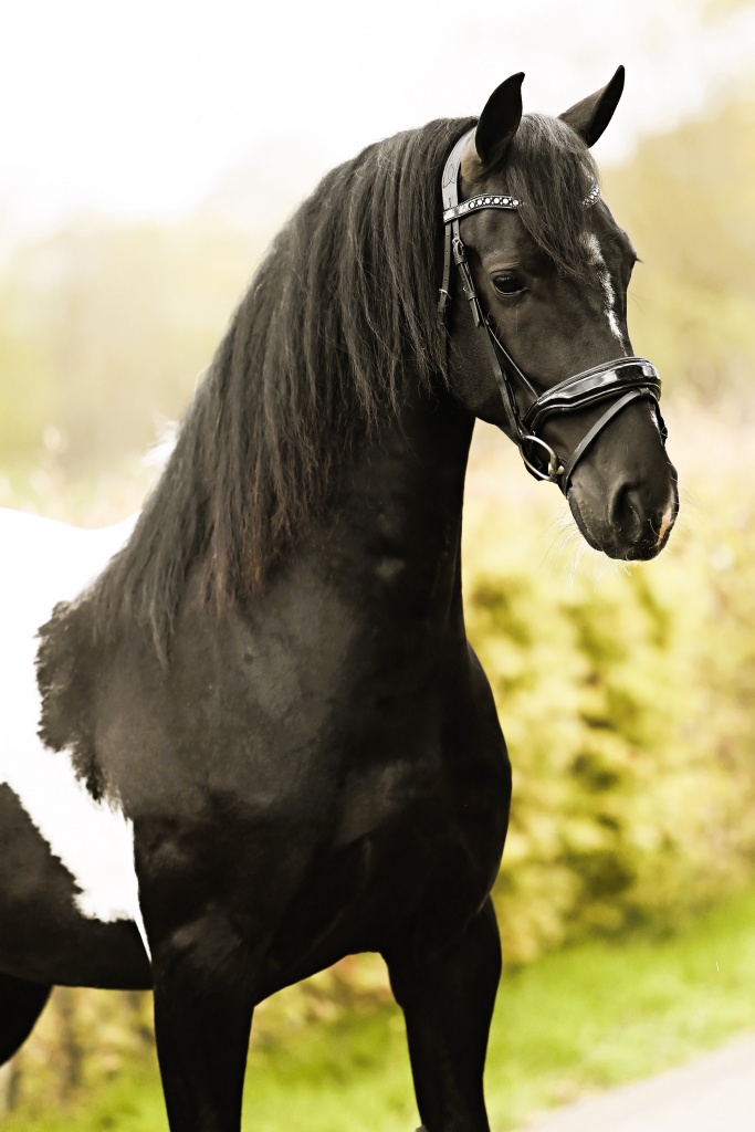 Karl van de Boskant - Friesian Horse for Sale