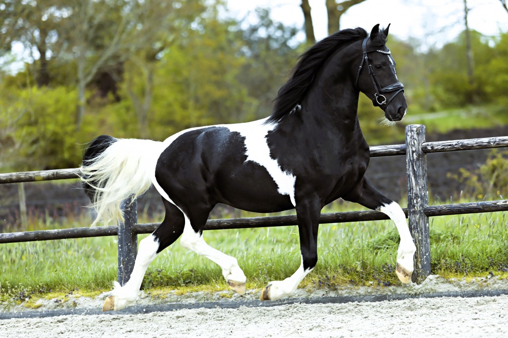 Karl van de Boskant - Friesian Horse for Sale