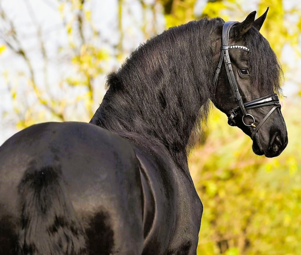 KAYLA - Friesian Horse for Sale