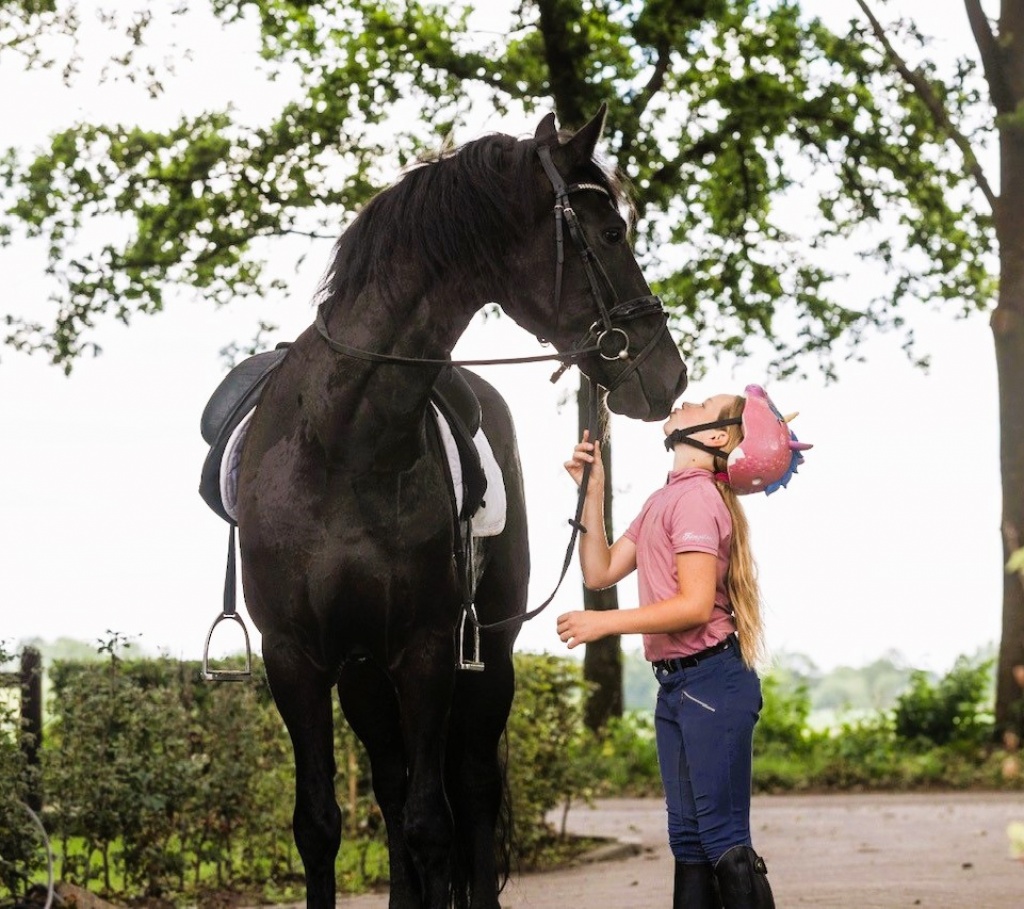 Marcello BSF - Friesian Horse for Sale