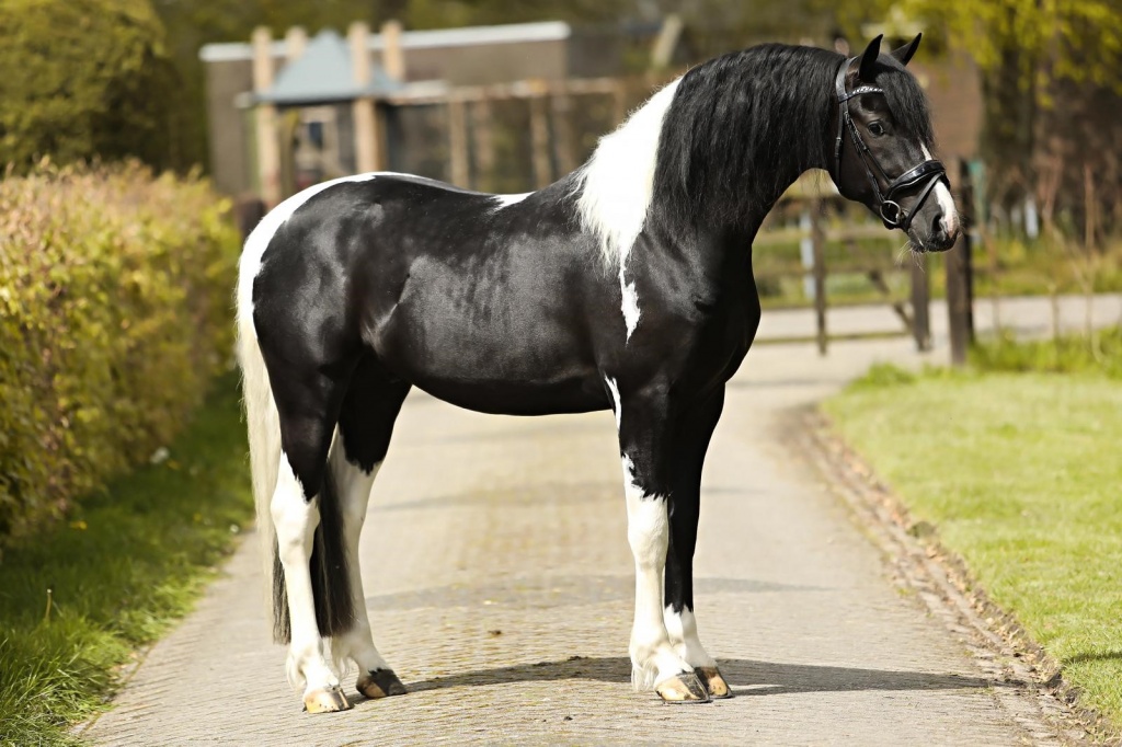 KENZO - Friesian Horse for Sale