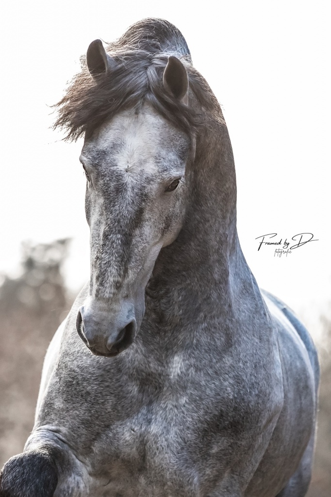 Grey Friesian Horse