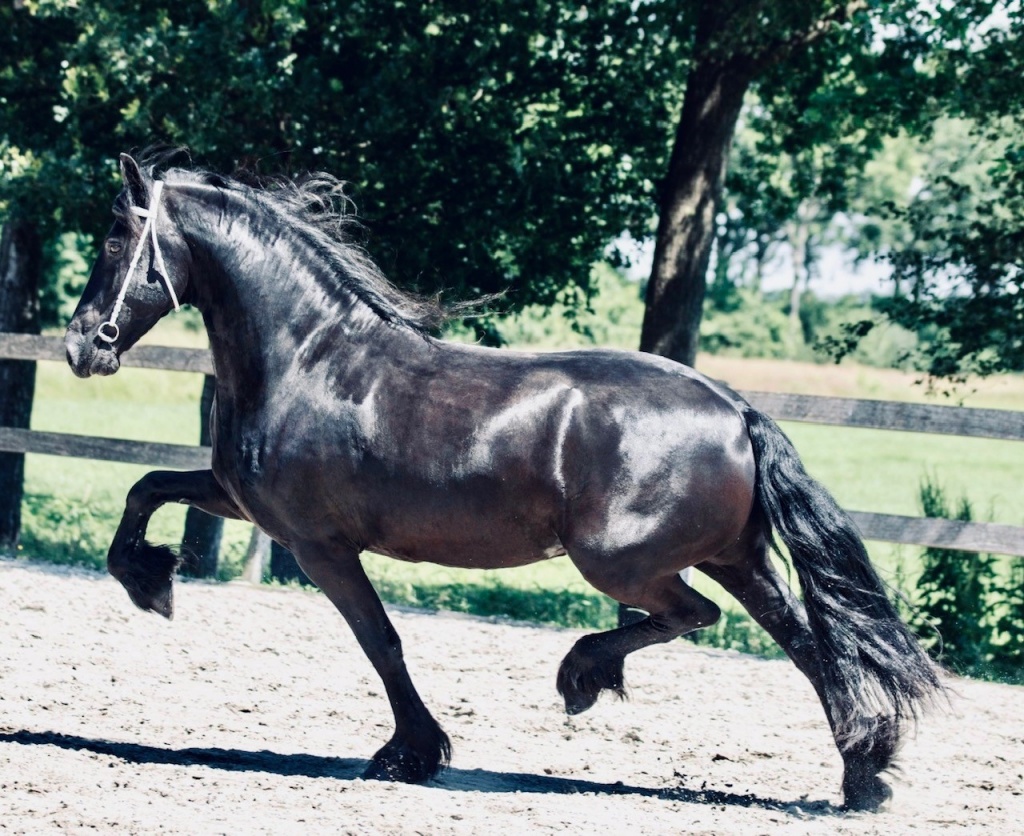 MARLEY - Friesian Horse for Sale