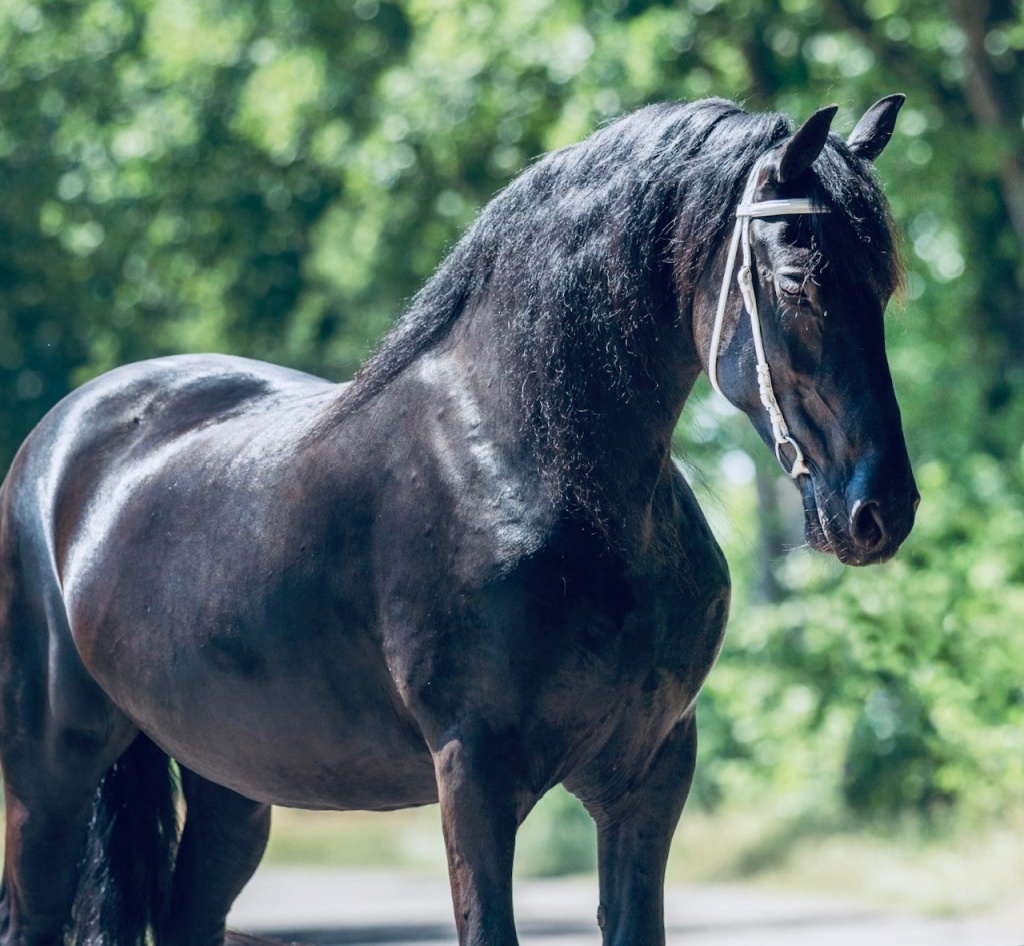 MARLEY - Friesian Horse for Sale