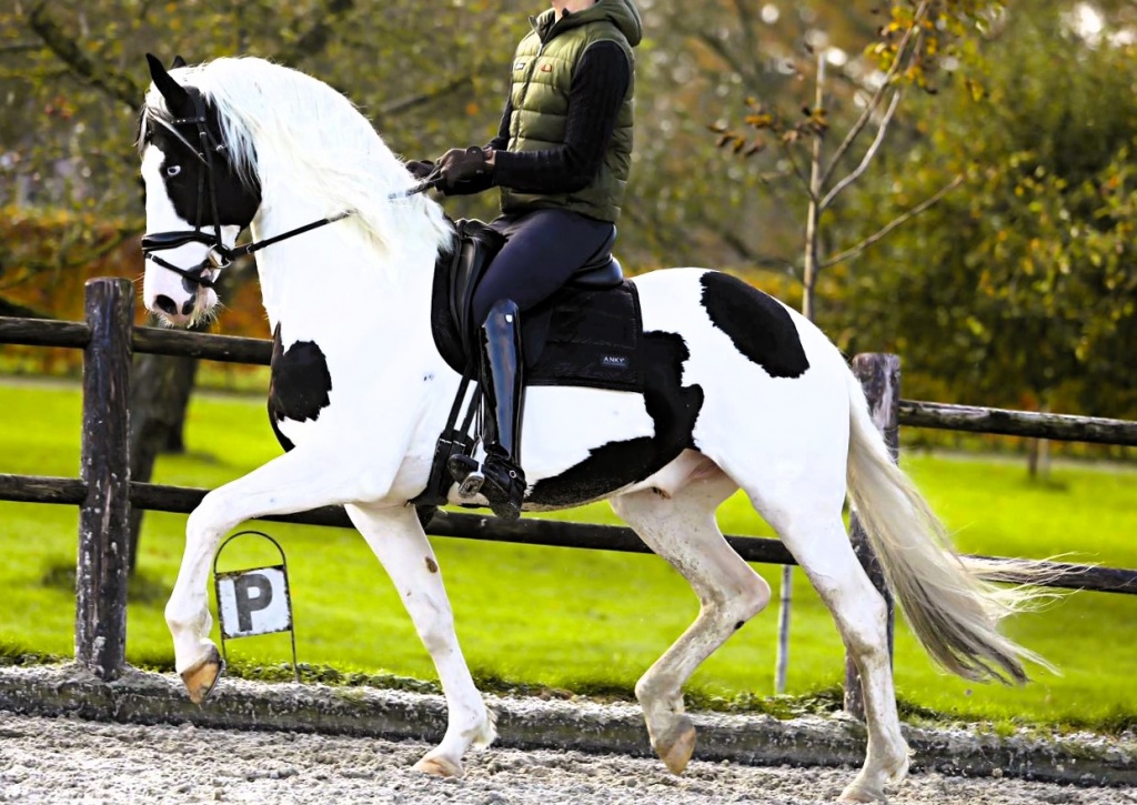 SNOW - Friesian Horse for Sale