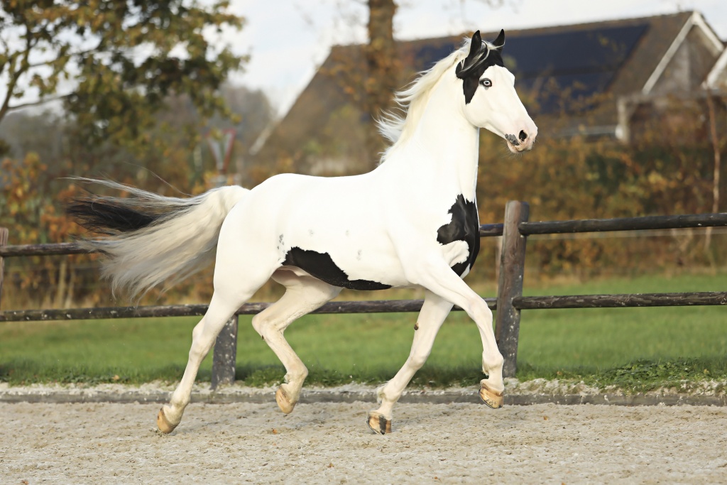 SNOW - Friesian Horse for Sale