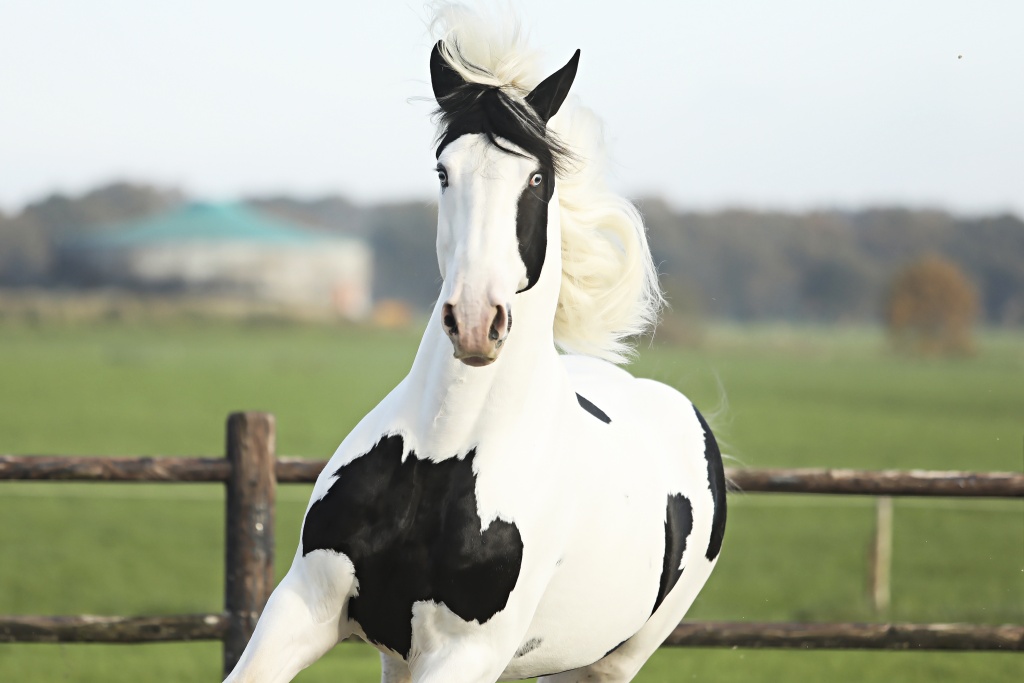 SNOW - Friesian Horse for Sale
