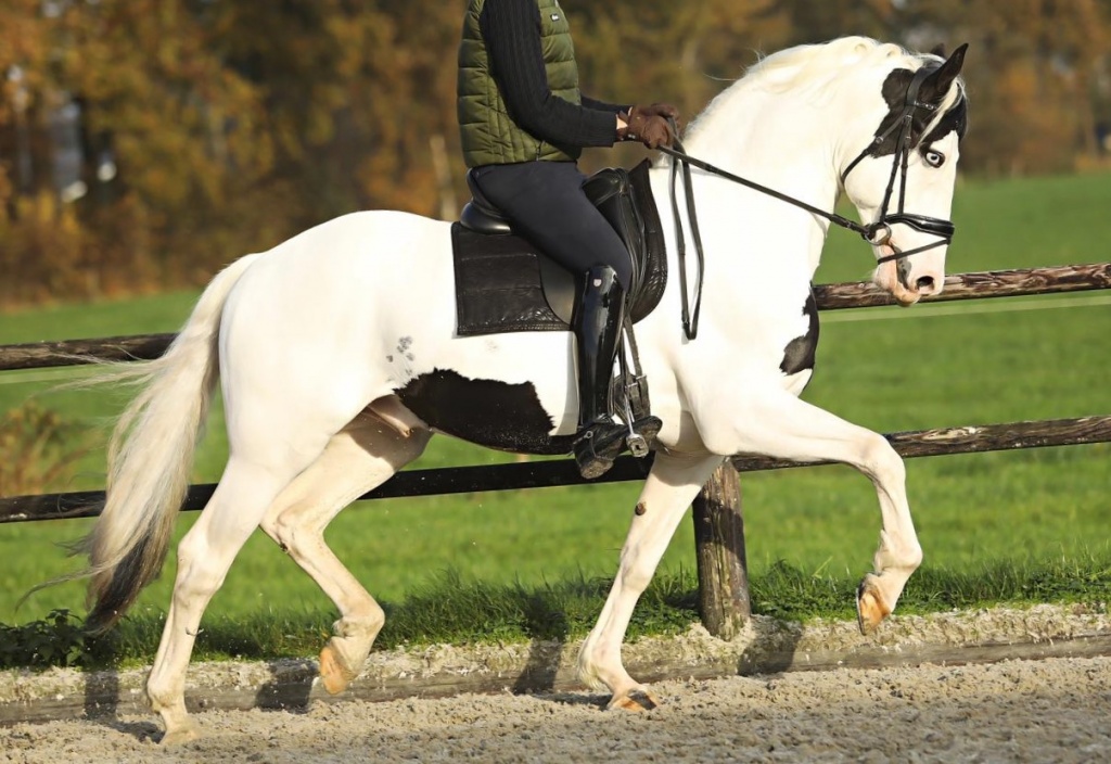 SNOW - Friesian Horse for Sale