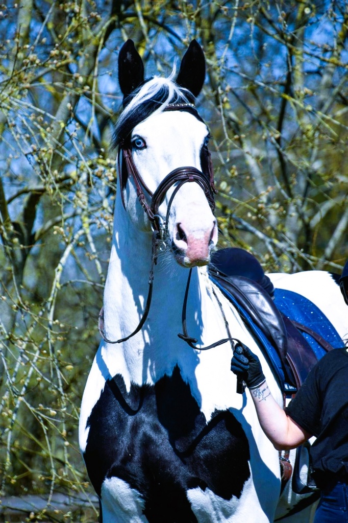 SNOW - Friesian Horse for Sale