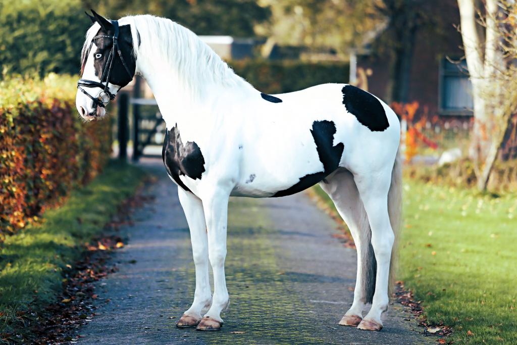 SNOW - Friesian Horse for Sale