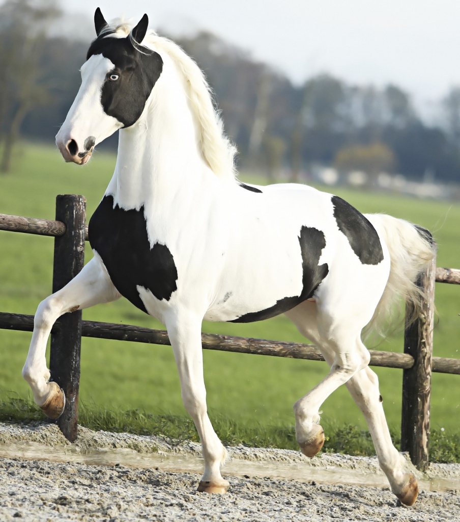 SNOW - Friesian Horse for Sale
