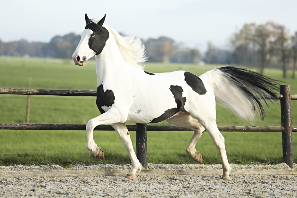 SNOW - Friesian Horse for Sale