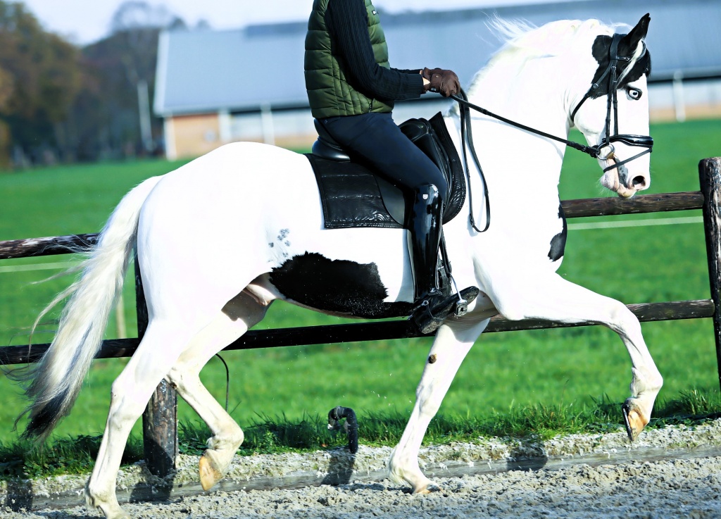 SNOW - Friesian Horse for Sale
