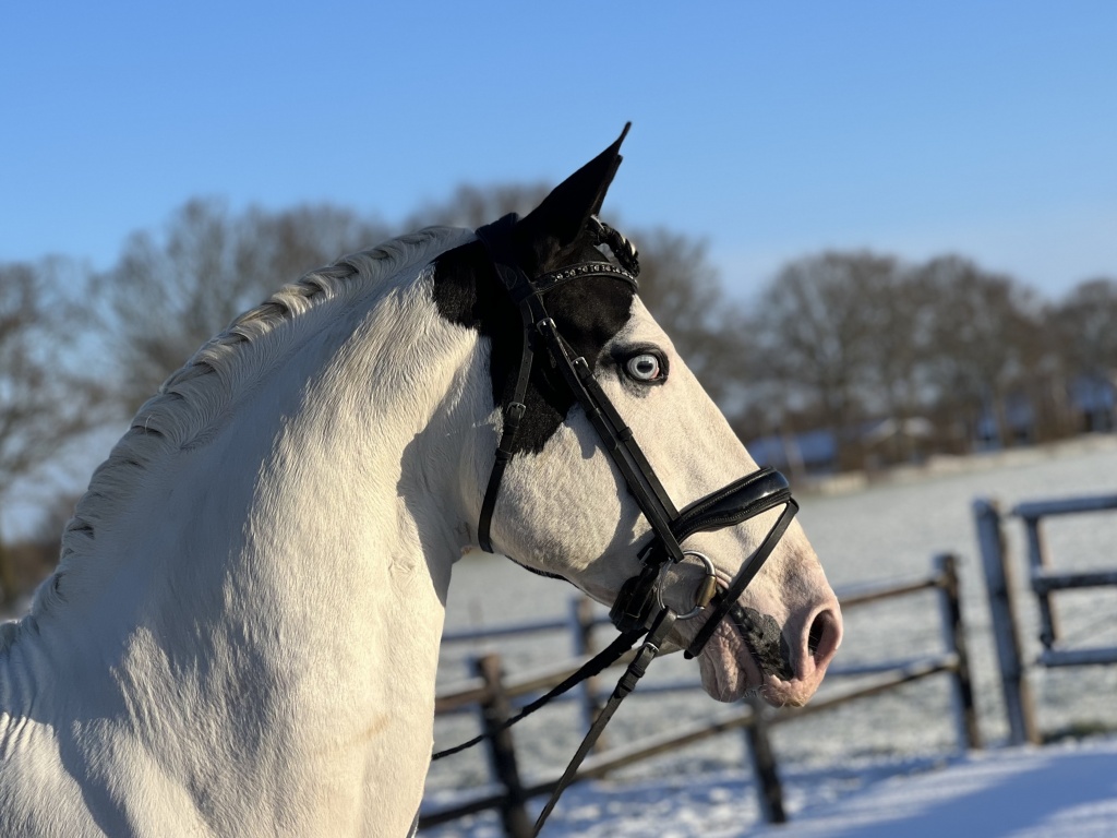 SNOW - Friesian Horse for Sale