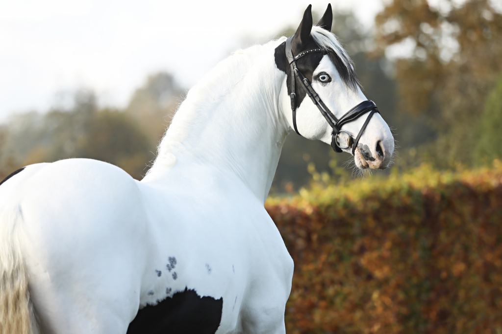 SNOW - Friesian Horse for Sale