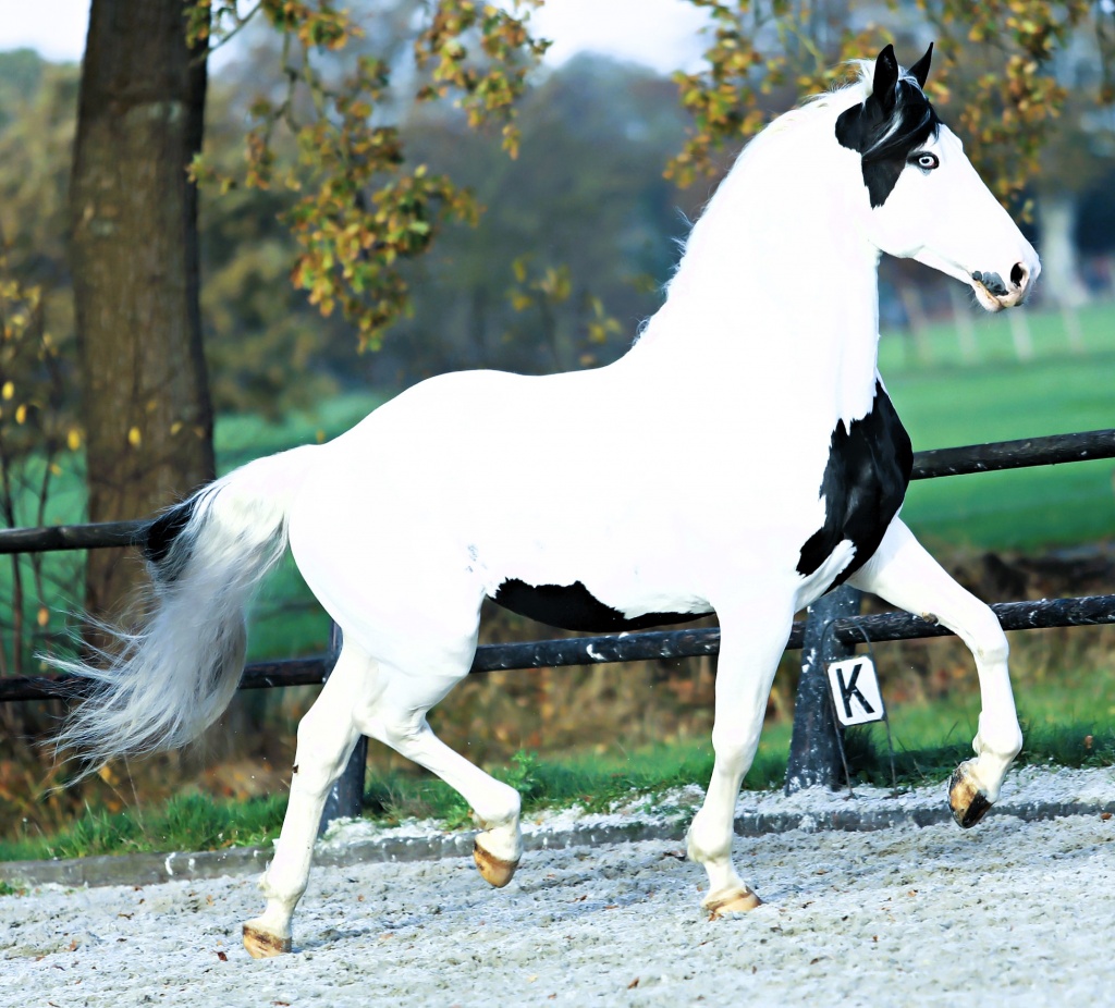 SNOW - Friesian Horse for Sale