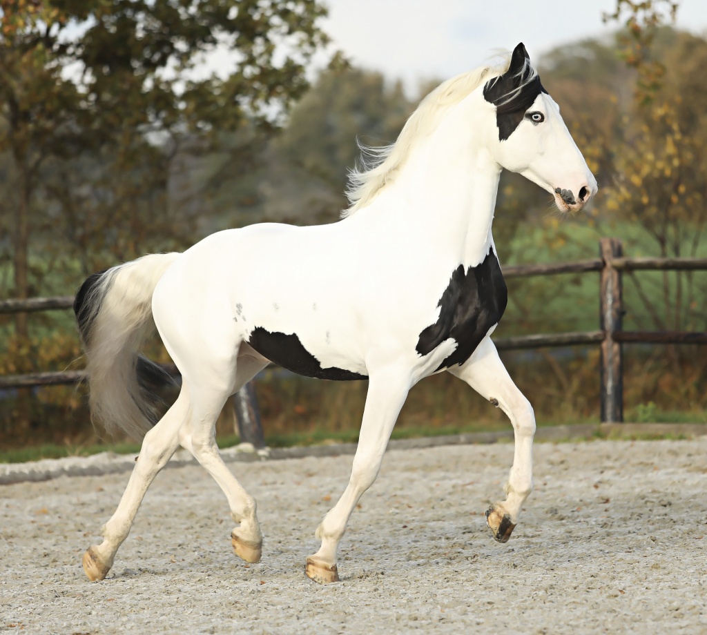 SNOW - Friesian Horse for Sale