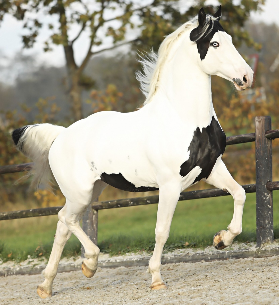 SNOW - Friesian Horse for Sale