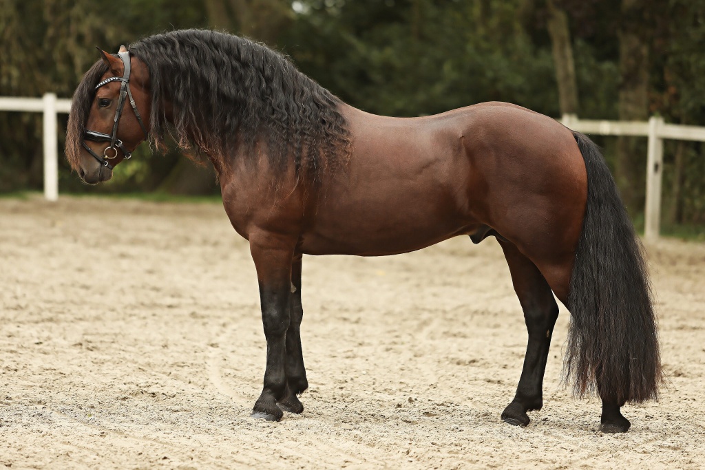 Mr FOX - Friesian Horse for Sale
