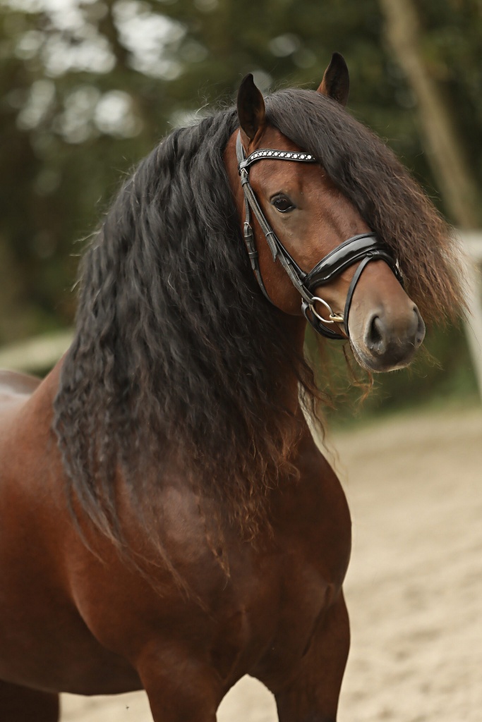 Mr FOX - Friesian Horse for Sale