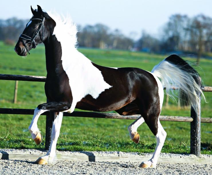 SANTOS - Friesian Horse for Sale
