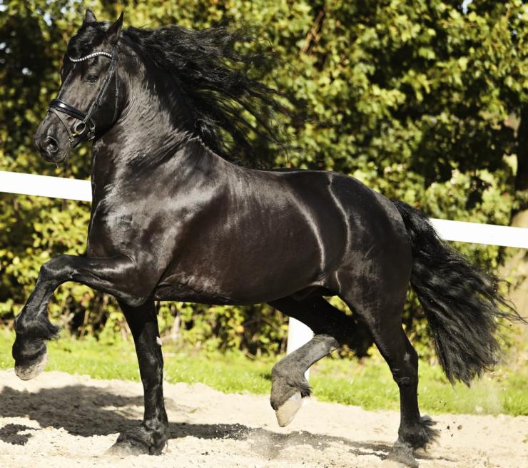 RYDER SPORT - Friesian Horse for Sale