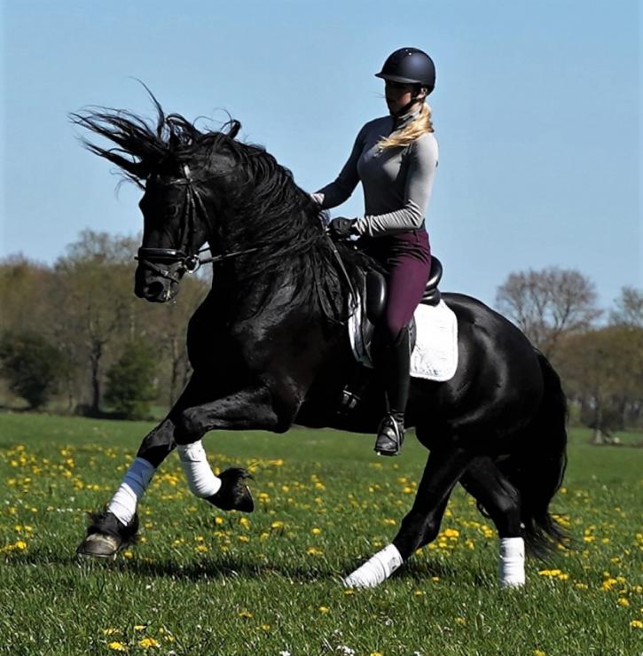 PRADA BSF STER - Friesian Horse for Sale
