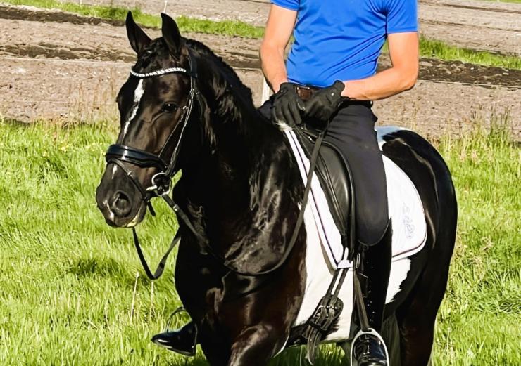 Karl van de Boskant - Friesian Horse for Sale