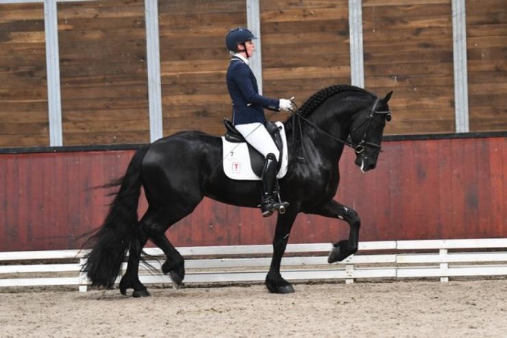 Maserati BSF - Friesian Horse for Sale