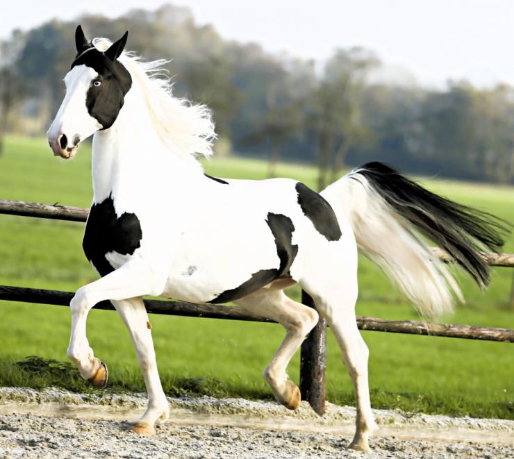 SNOW - Friesian Horse for Sale